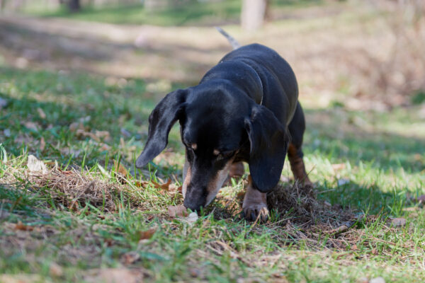 A Harmonious Hunt: The Unbreakable Bond Between Truffle Hunters and ...